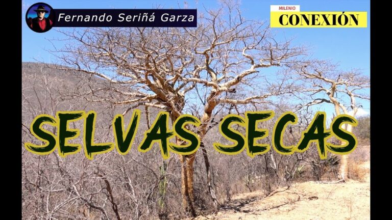 Descubre la Ubicación de la Selva Seca: Ecosistemas Únicos y su ...