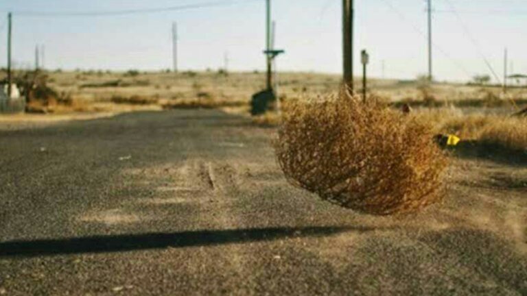 Cómo se llaman las bolas del desierto: Descubre su nombre y curiosidades - sertia.es - Blog de ...